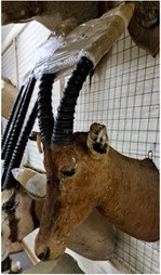 Object detail - Museums Association